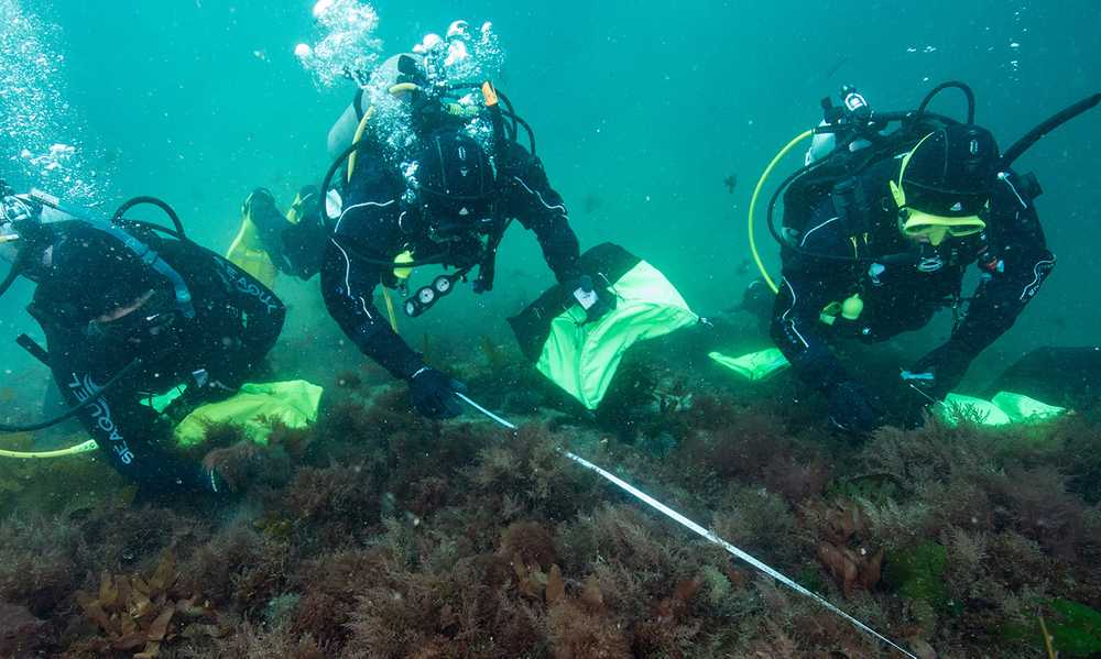 Seaweed supplement enables low-methane agriculture | The Research ...